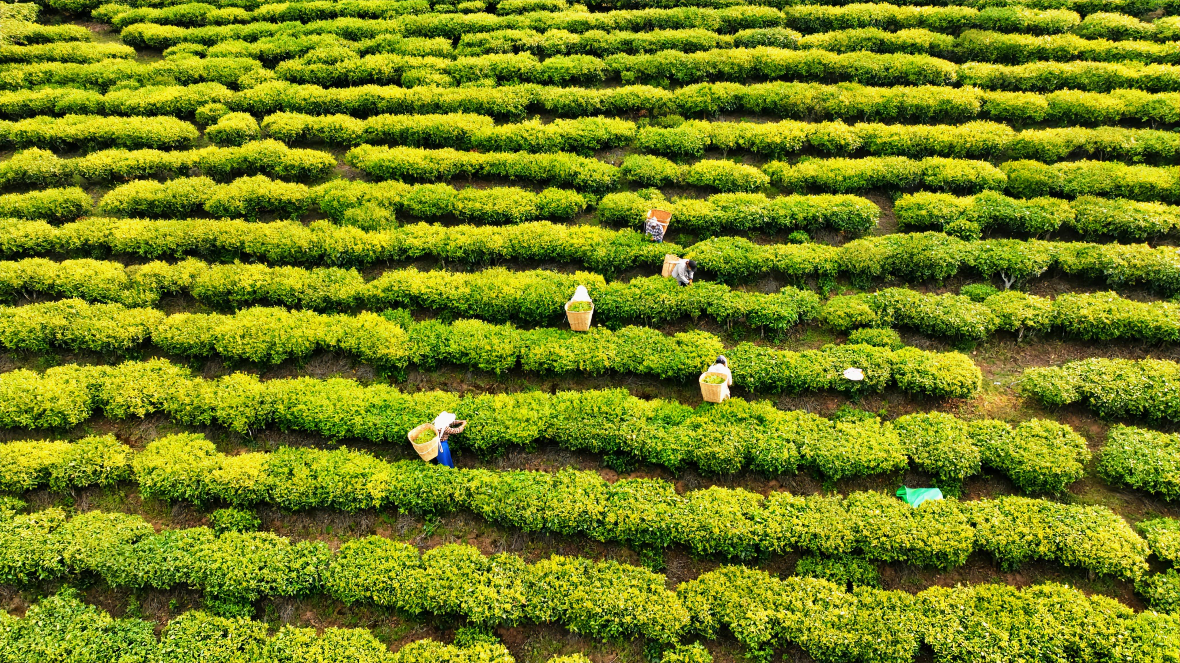 Life at Dali | Tea culture - HK Eye - 橙新聞